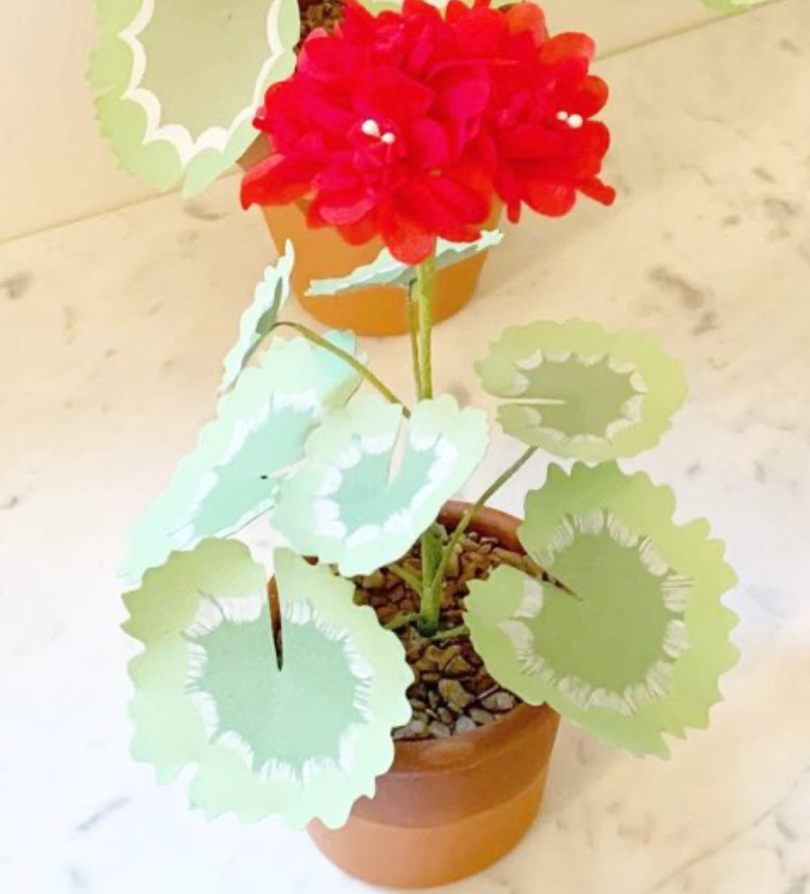 Paper Geranium - Small red blossom with dark green and mint leaves ...